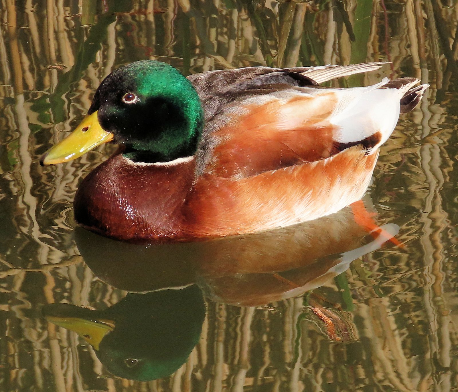 Solve Alfred, reflected jigsaw puzzle online with 56 pieces