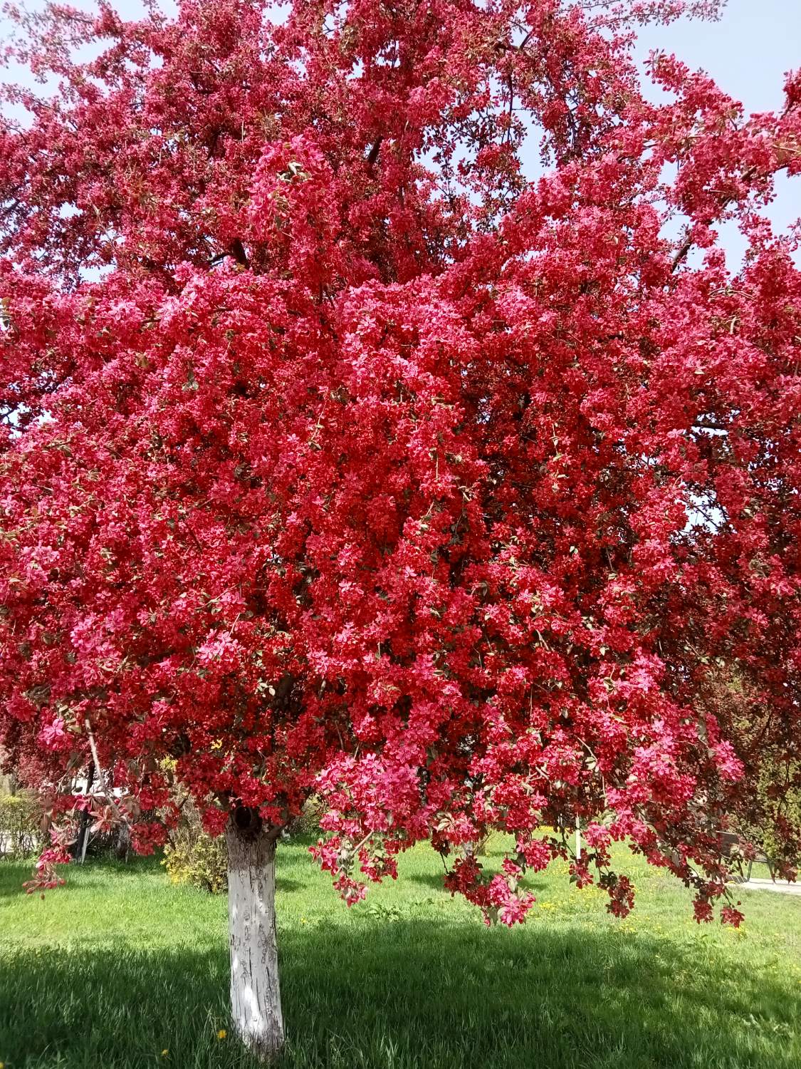 Solve Flori jigsaw puzzle online with 300 pieces