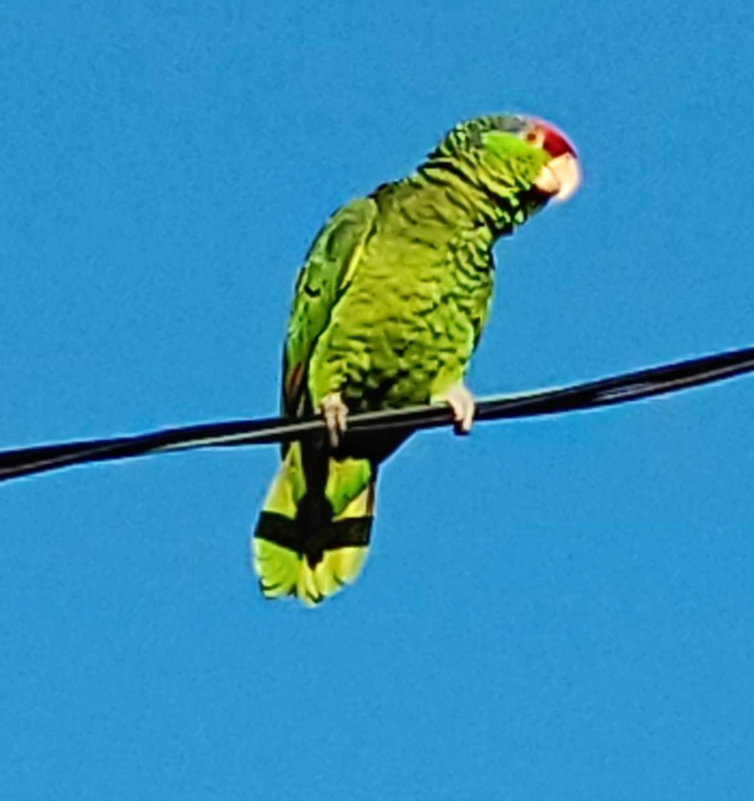 Solve Point Loma Parrots on a Sunset Cliffs Wire jigsaw puzzle online ...