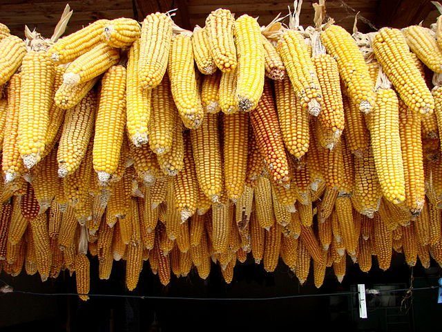 Solve Corn jigsaw puzzle online with 80 pieces