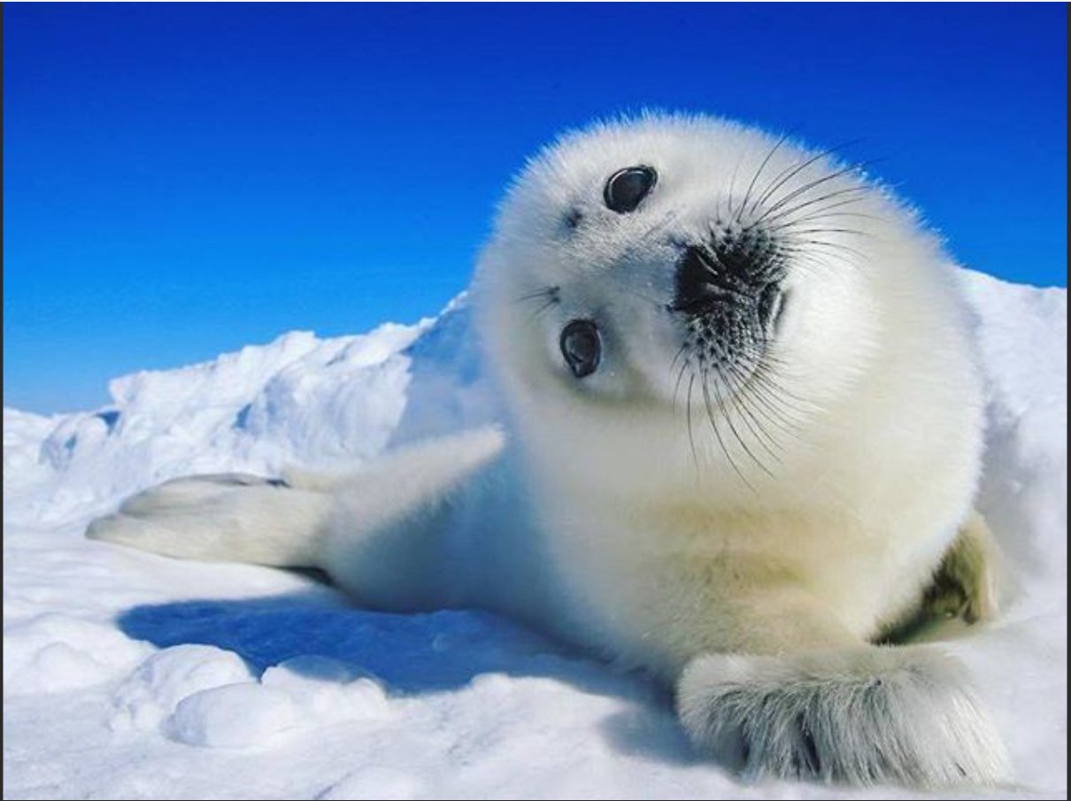 Jigsaw Puzzle | 20 pieces | Fluffy Seal Pup, Just Days Old, Waits For ...