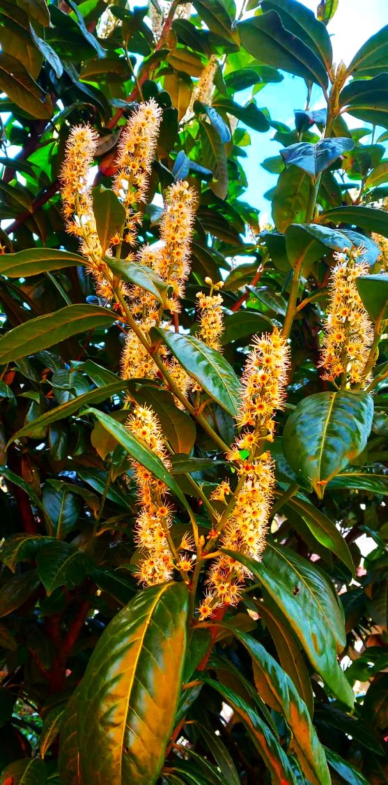 Solve Jaro - Spring jigsaw puzzle online with 10 pieces