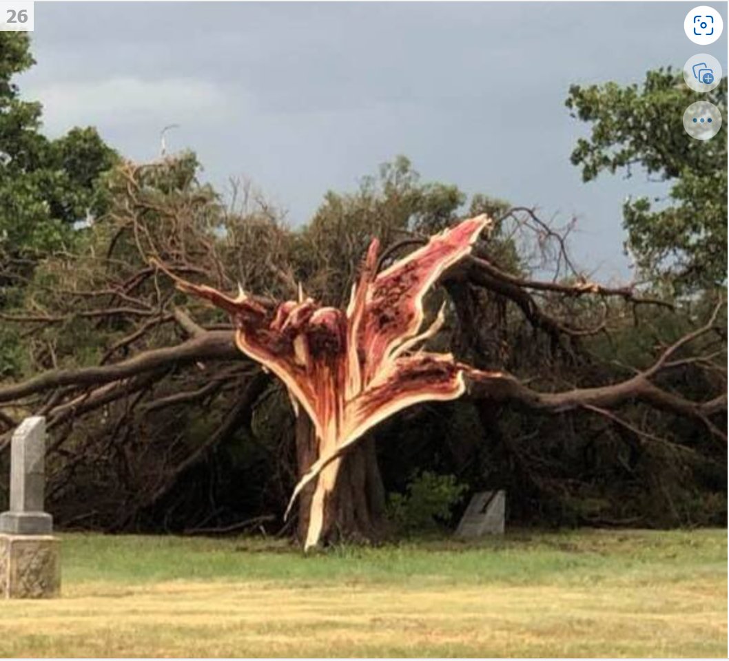 Solve This Cedar Tree Was Struck By Lightning And Exploded! jigsaw ...