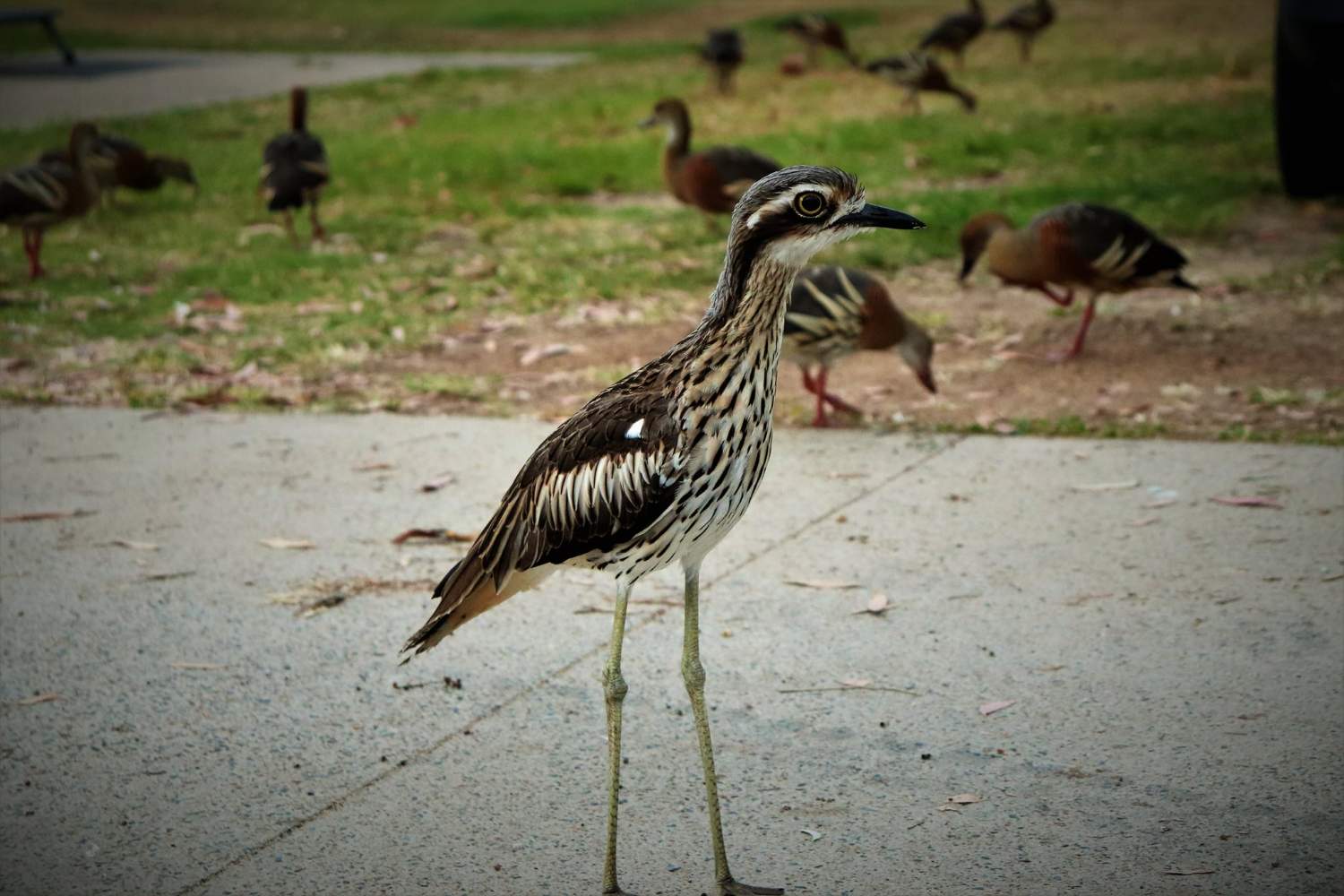 Solve The Queensland Bush Stone-curlew AKA Murder Birds. jigsaw puzzle ...