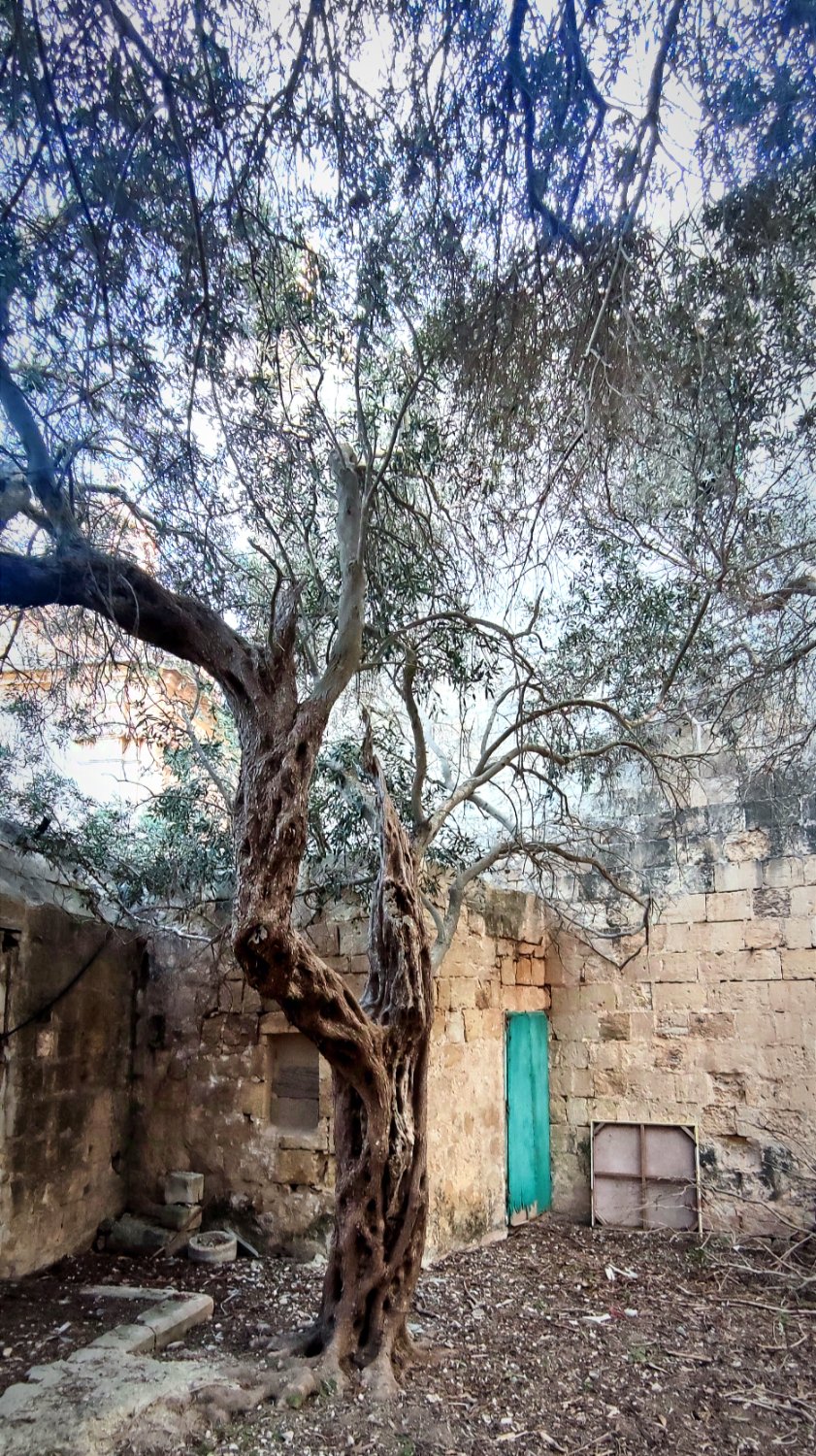 Solve At Palazzo Buleben, Ħaż-Żebbuġ, Malta jigsaw puzzle online with ...