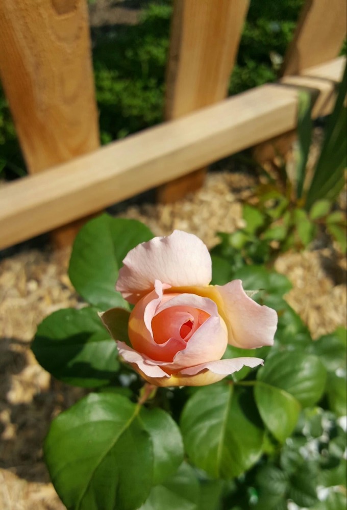 Solve Princess Charlene de Monaco Rose jigsaw puzzle online with 70 pieces