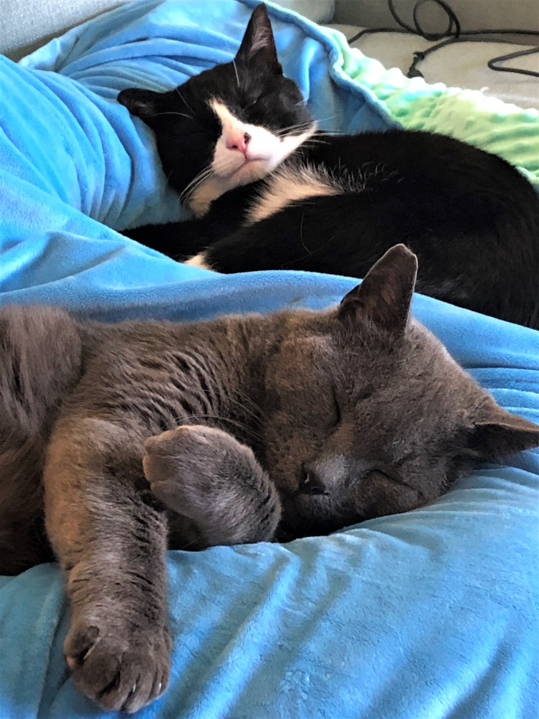 Solve Comfy cats jigsaw puzzle online with 35 pieces