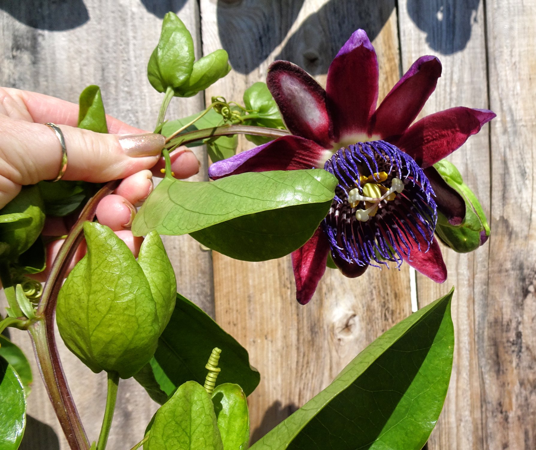 Solve Passion Flower jigsaw puzzle online with 154 pieces