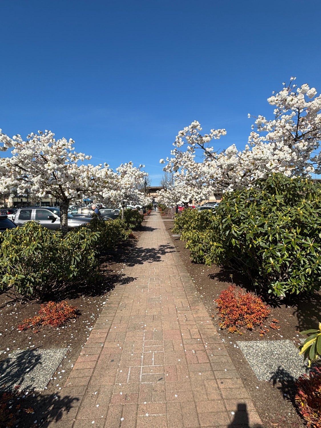Solve This image depicts blooming ornamental cherry trees, commonly ...