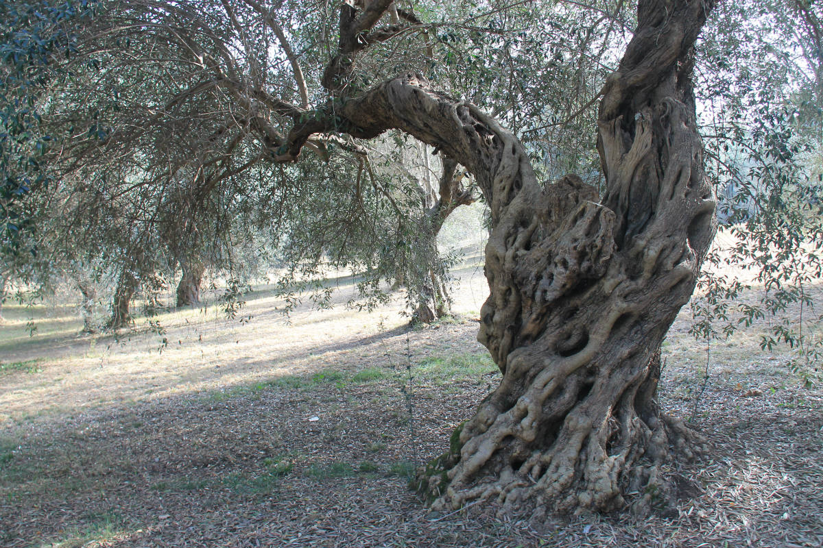 Solve Ancient olive tree in Italy jigsaw puzzle online with 70 pieces