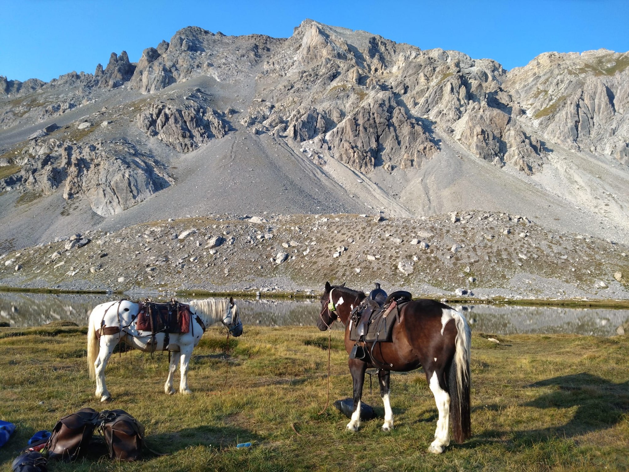 Solve paarden jigsaw puzzle online with 176 pieces