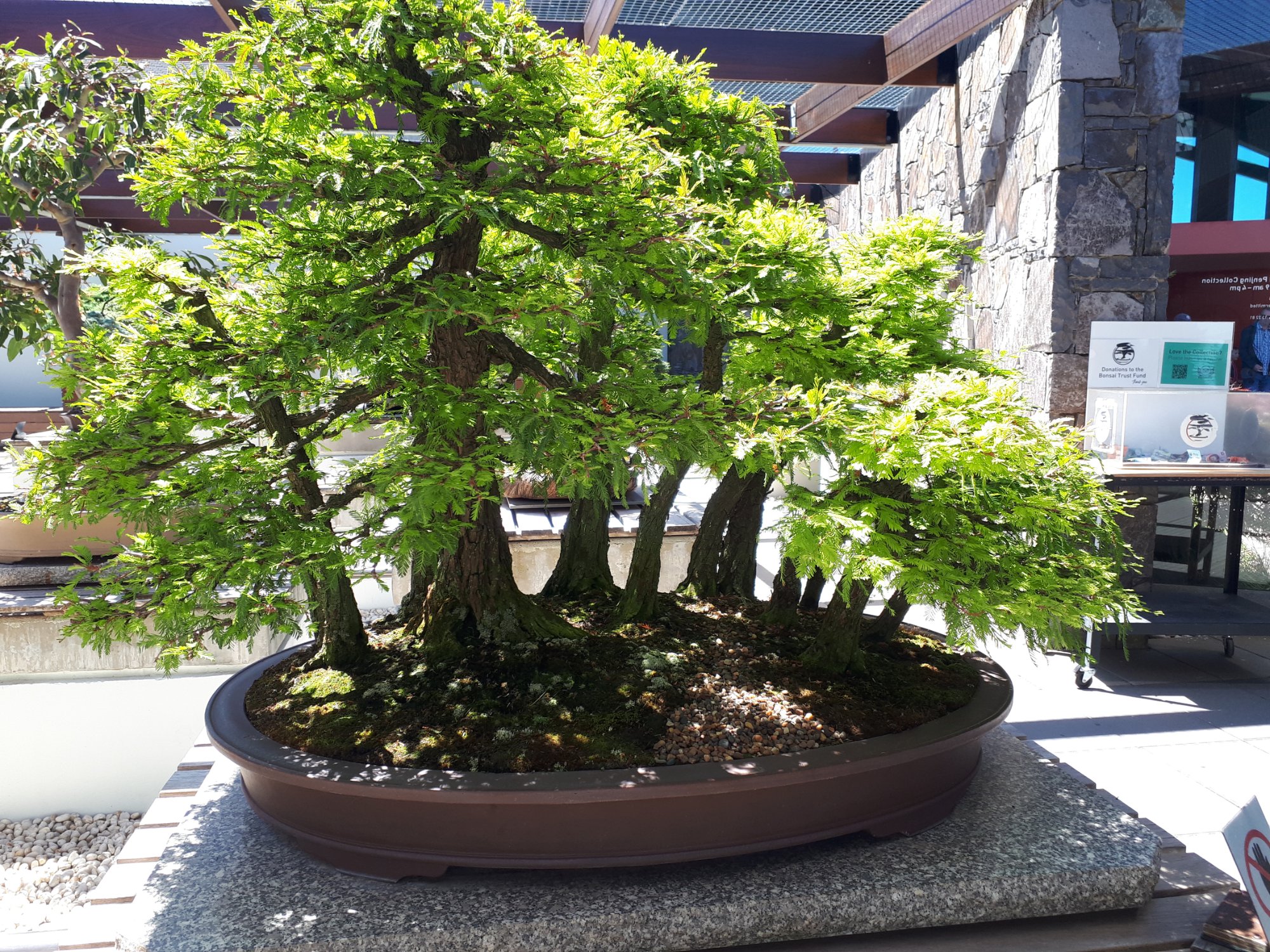 Solve Bonsai at The Arboretum Canberra ACT jigsaw puzzle online with 108 pieces