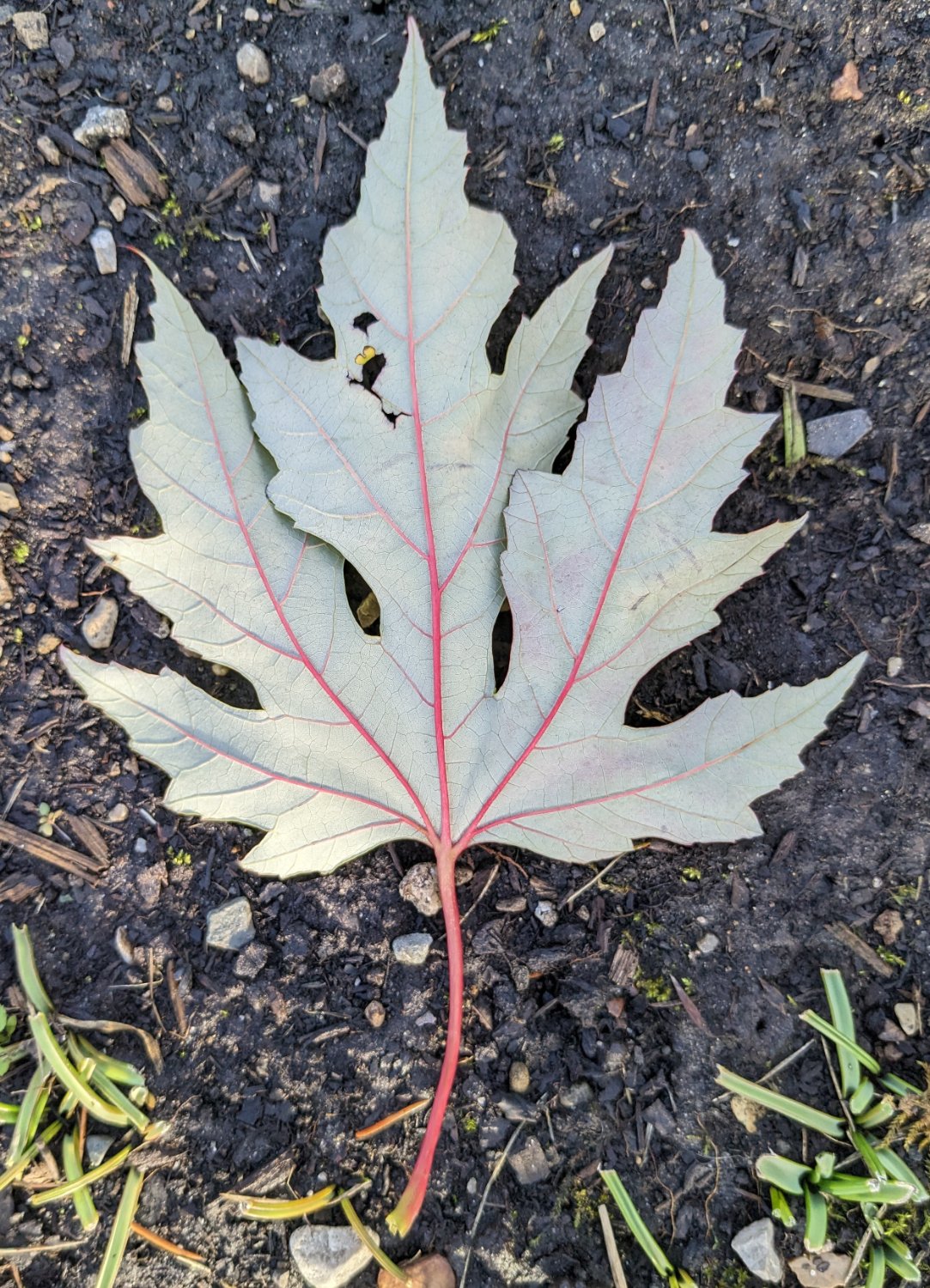Solve Lifelines of a Maple Leaf jigsaw puzzle online with 48 pieces