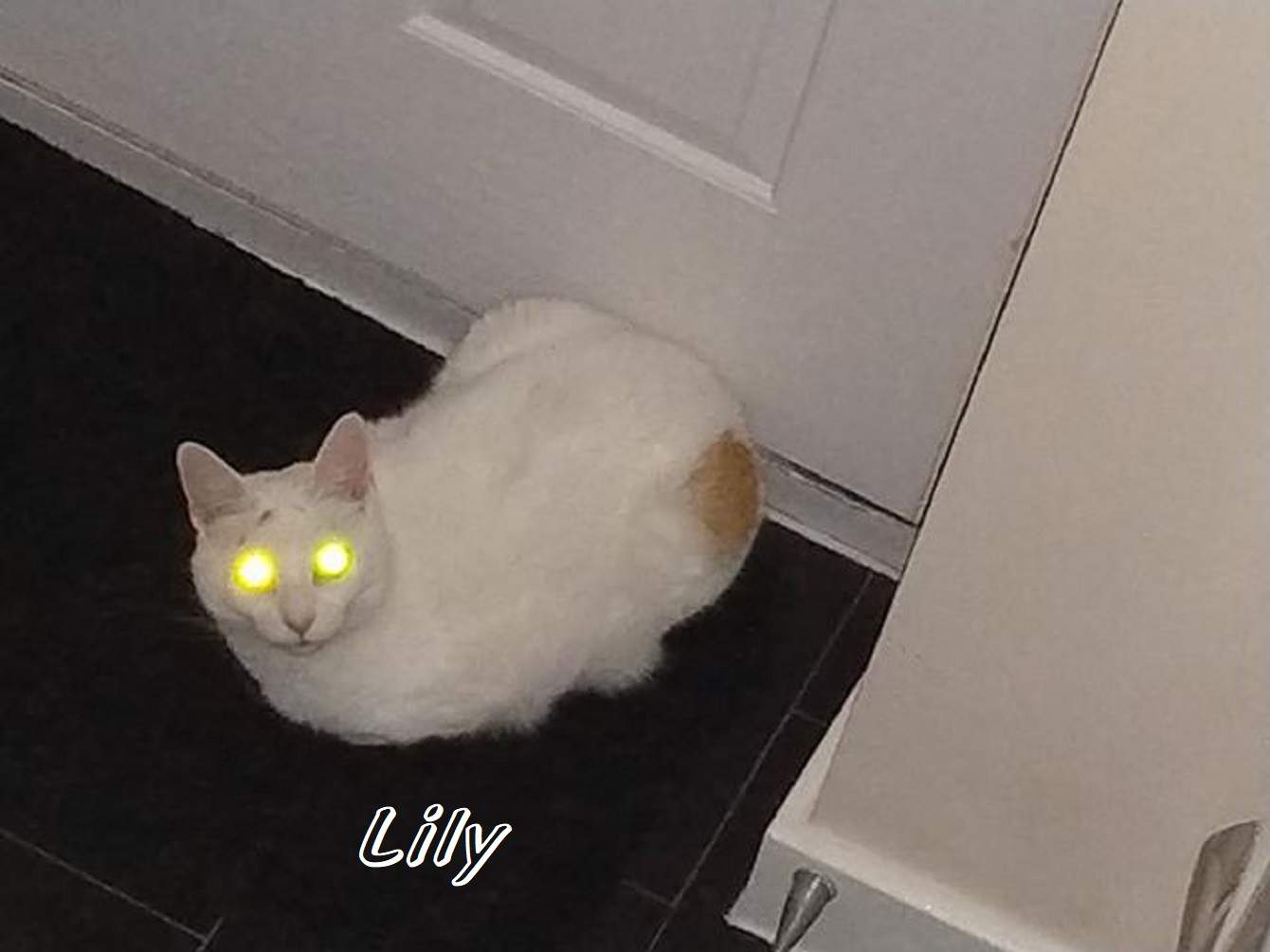 Solve Lily 0179 - Headlights (Cat's eyes) or alien cat impression ...