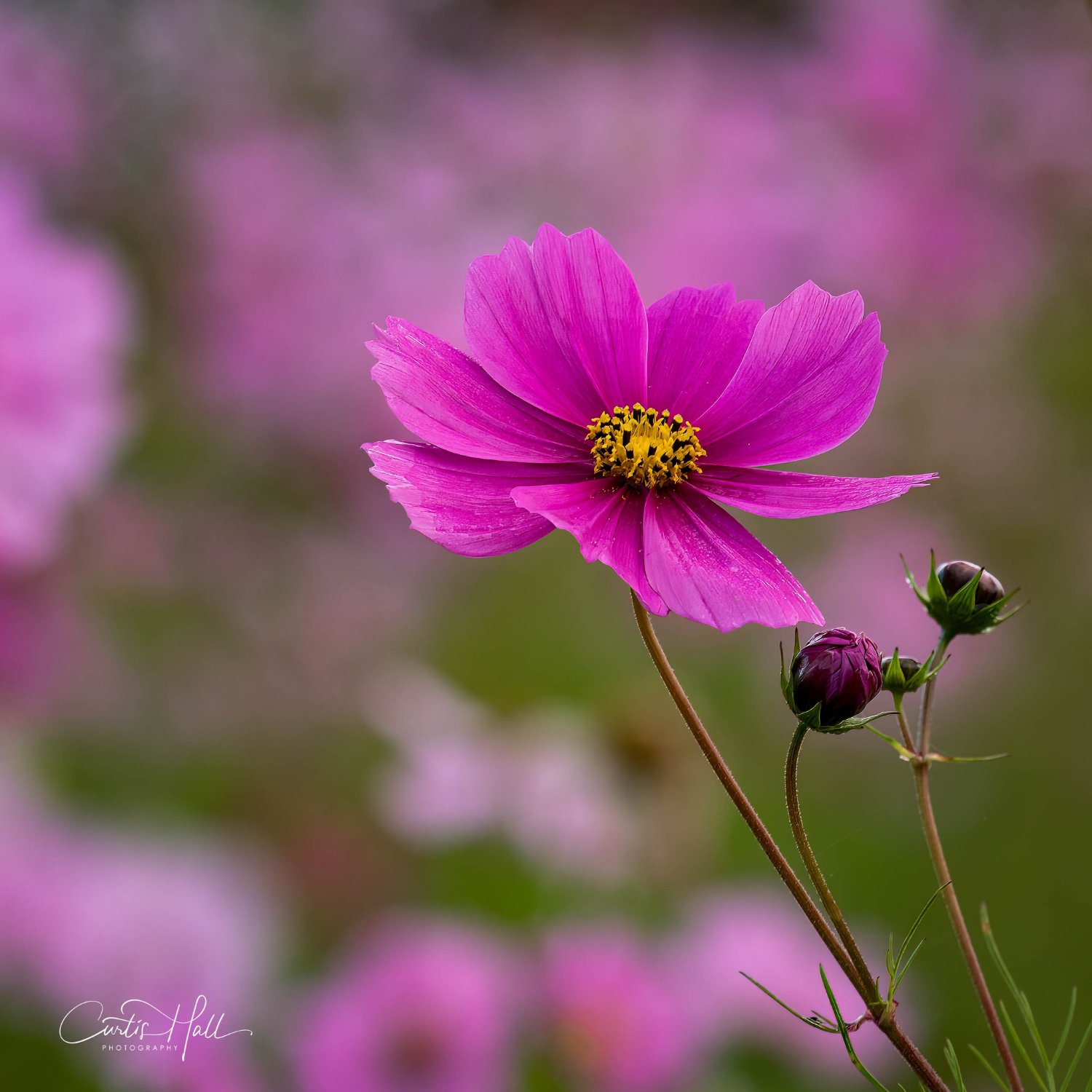 Solve How About a Little Cosmos jigsaw puzzle online with 306 pieces