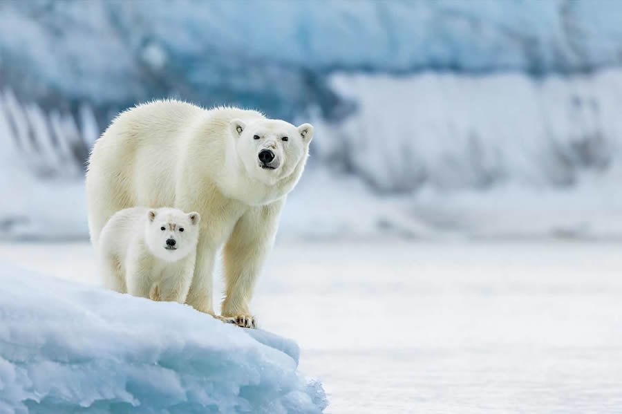 Solve Polar Bears jigsaw puzzle online with 70 pieces