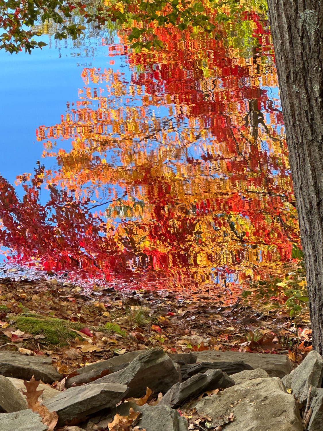 Solve Brilliant reflection jigsaw puzzle online with 80 pieces