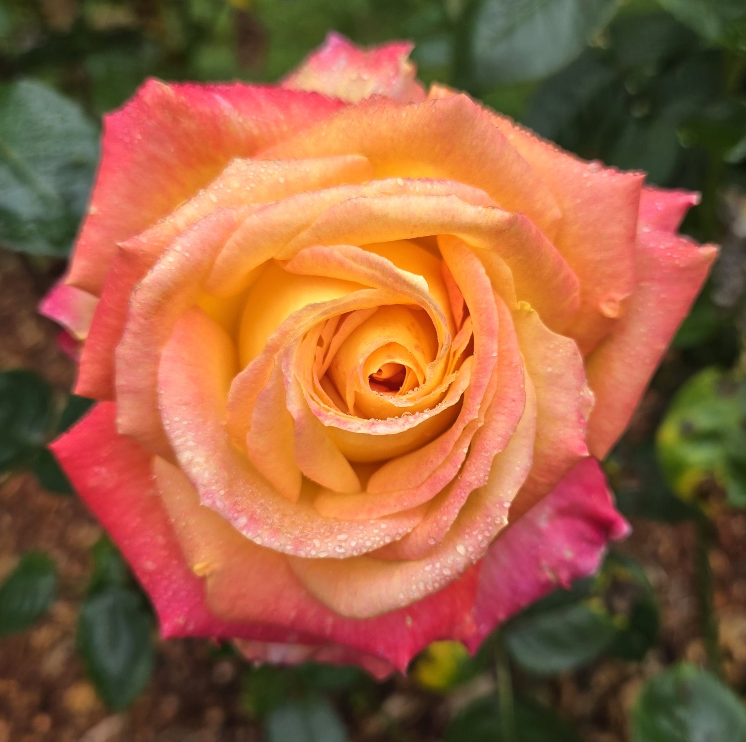 Solve Dew Drops on Roses (resize 9 - 600) jigsaw puzzle online with 225 ...