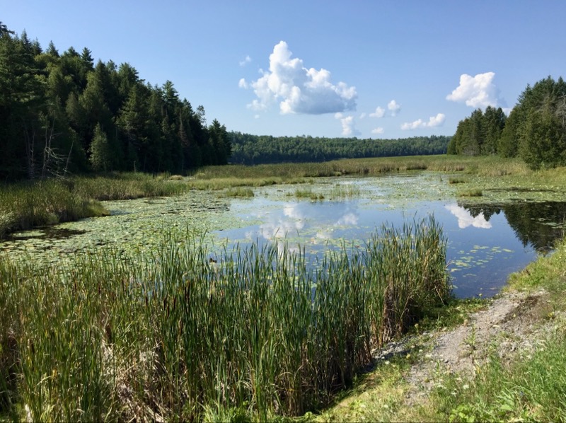 Solve Another look at the wetlands jigsaw puzzle online with 12 pieces