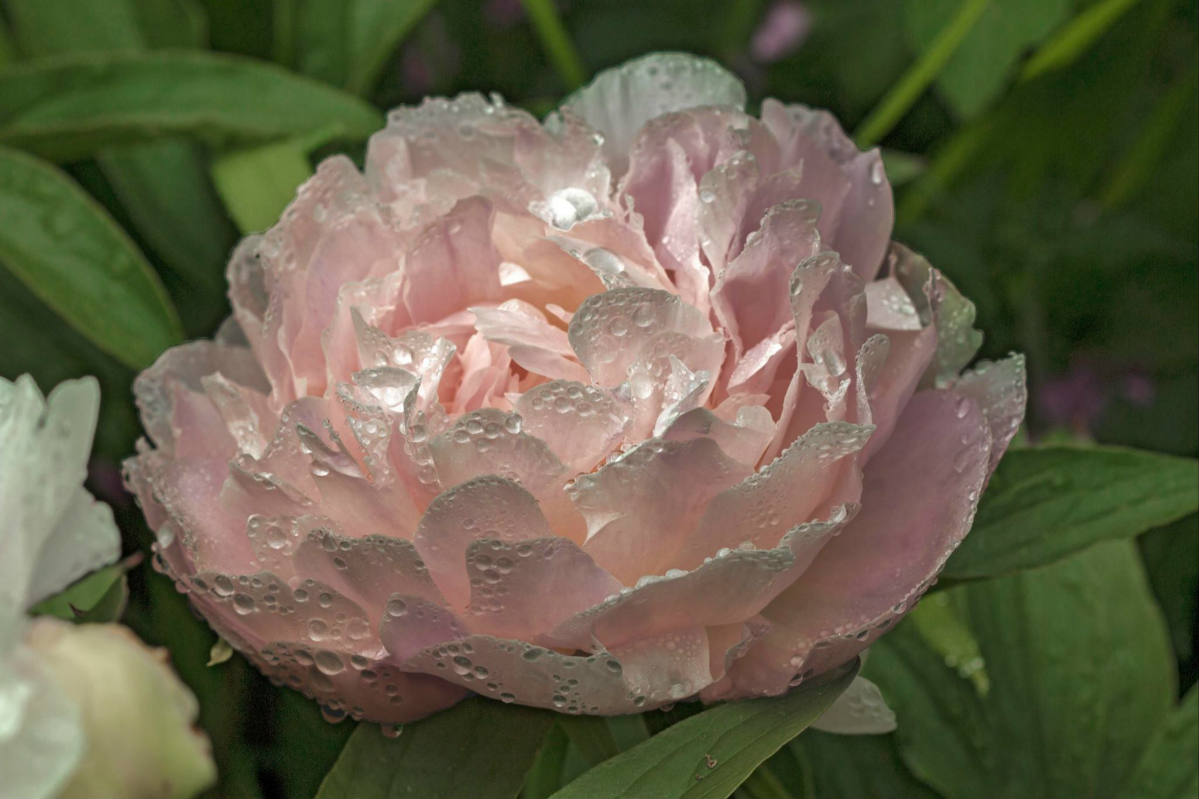Solve Peoni after the rain jigsaw puzzle online with 70 pieces