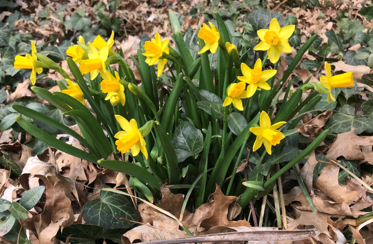 Solve My Mini-daffodils, sizeable from 12-600 pieces jigsaw puzzle ...