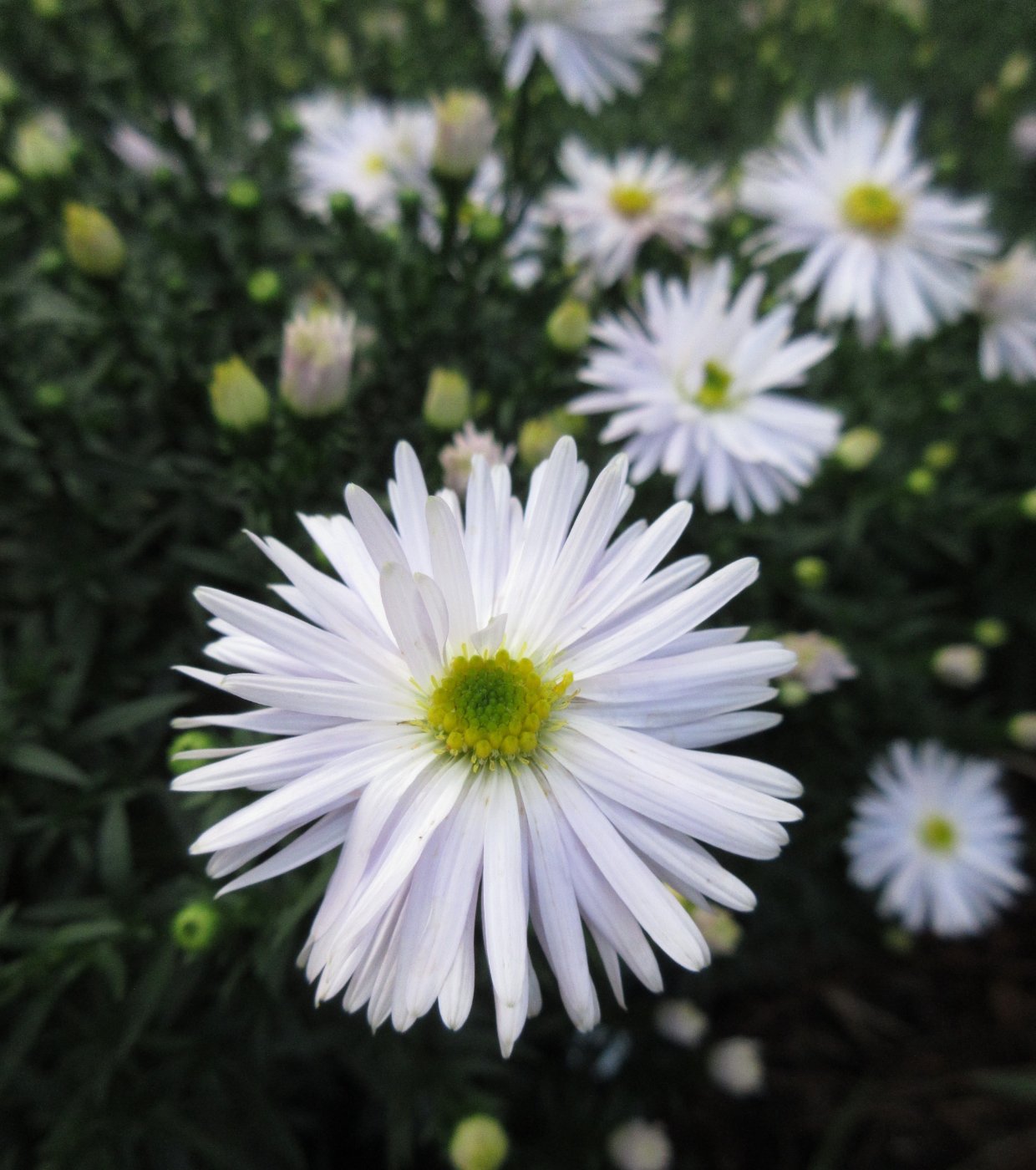 Solve White Herfstaster (Fall/Autumn Aster) close-up jigsaw puzzle ...