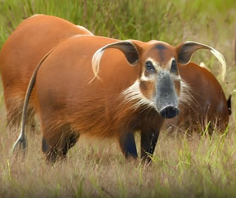 Solve The Red River Hog, also called the bush pig, is one of the most ...