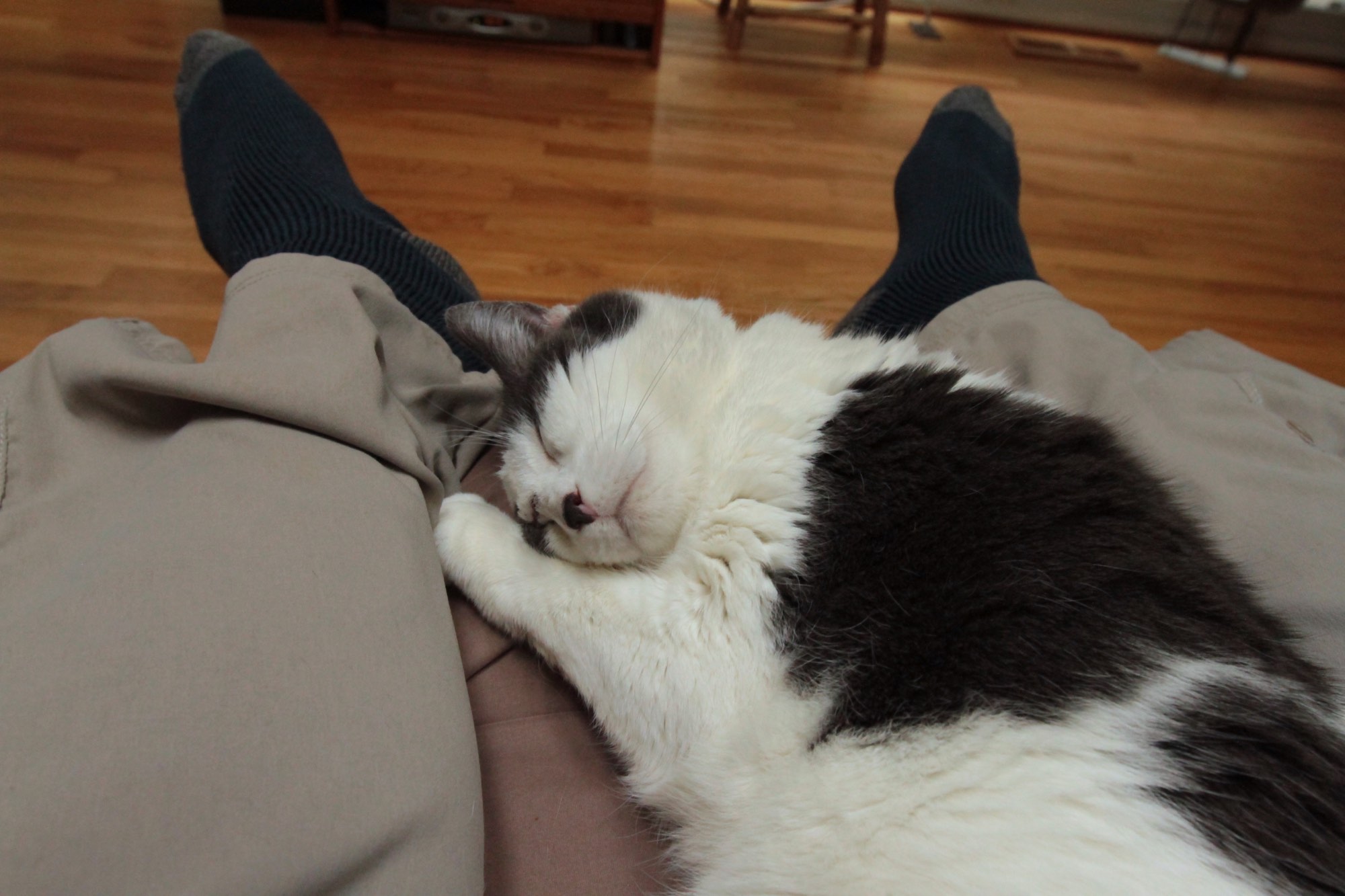 Solve Nellie's first nap in new home jigsaw puzzle online with 77 pieces