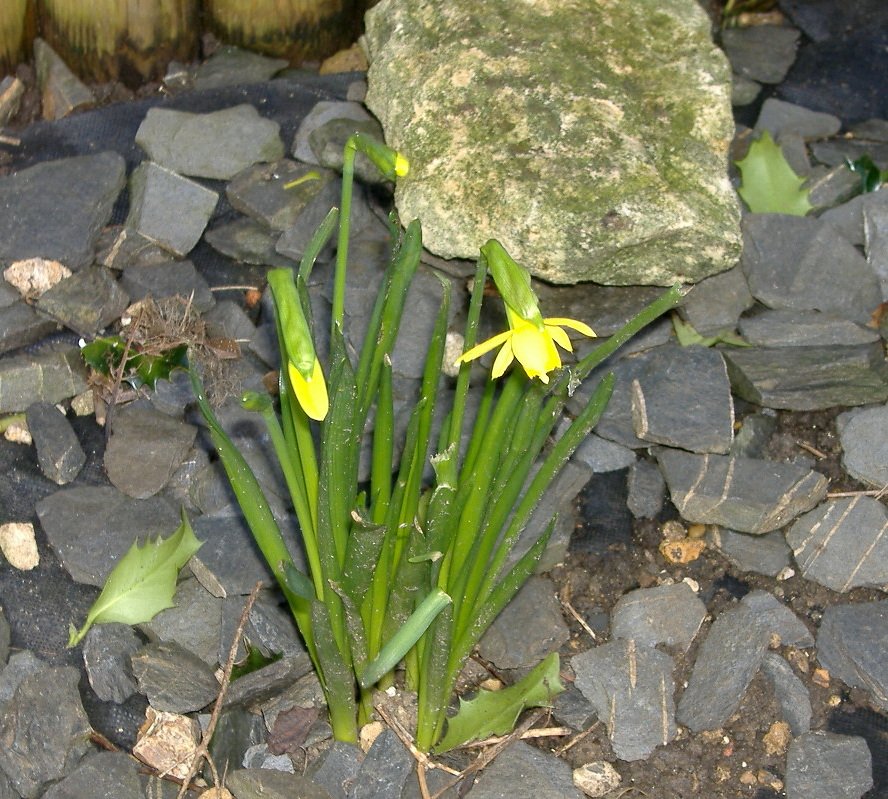 Jigsaw Puzzle | 16 pieces | Spring Garden Plant - Mini Daffs in Rockery ...