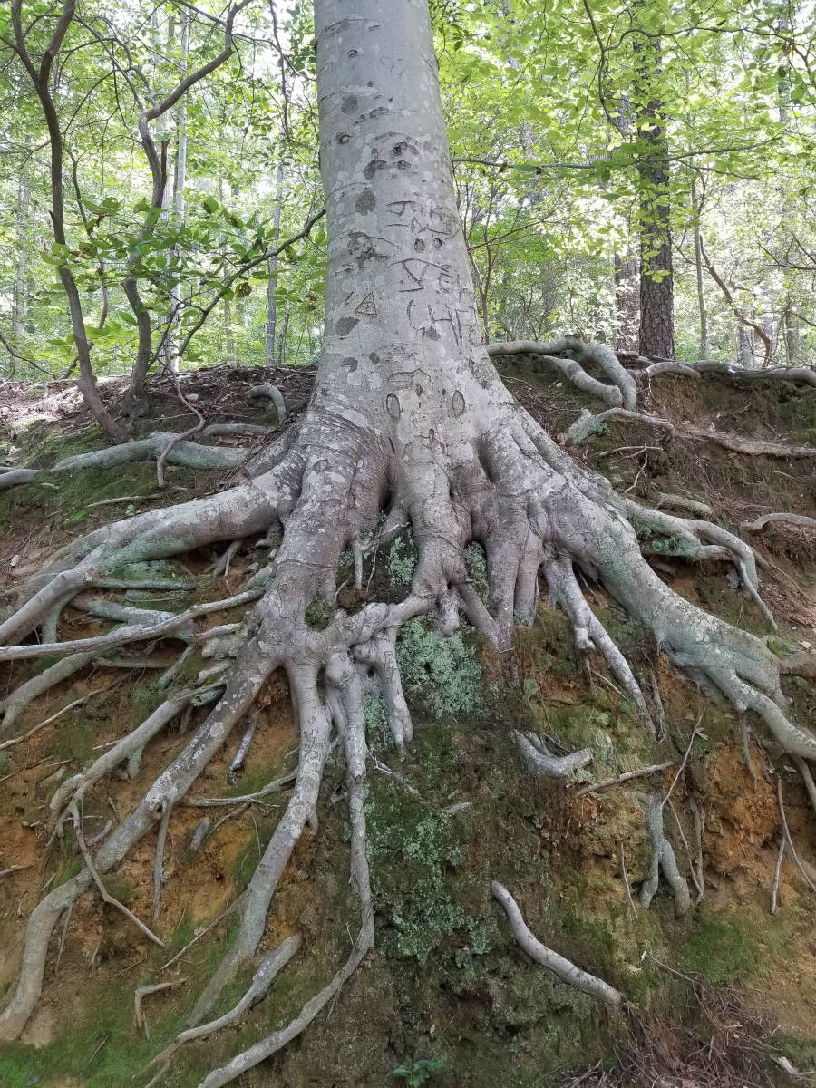 Solve crazy tree roots jigsaw puzzle online with 300 pieces