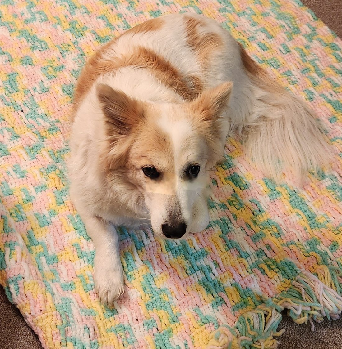 Solve Mabel is confused . . . jigsaw puzzle online with 16 pieces