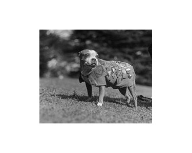 Solve Great Historical Photos - #31 - Sergeant Stubby, the most ...