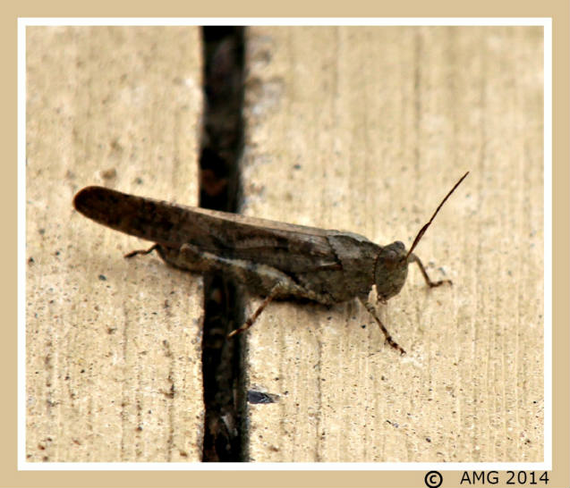 Jigsaw Puzzle | Grass Creek Park grasshopper | 9 pieces | Jigidi