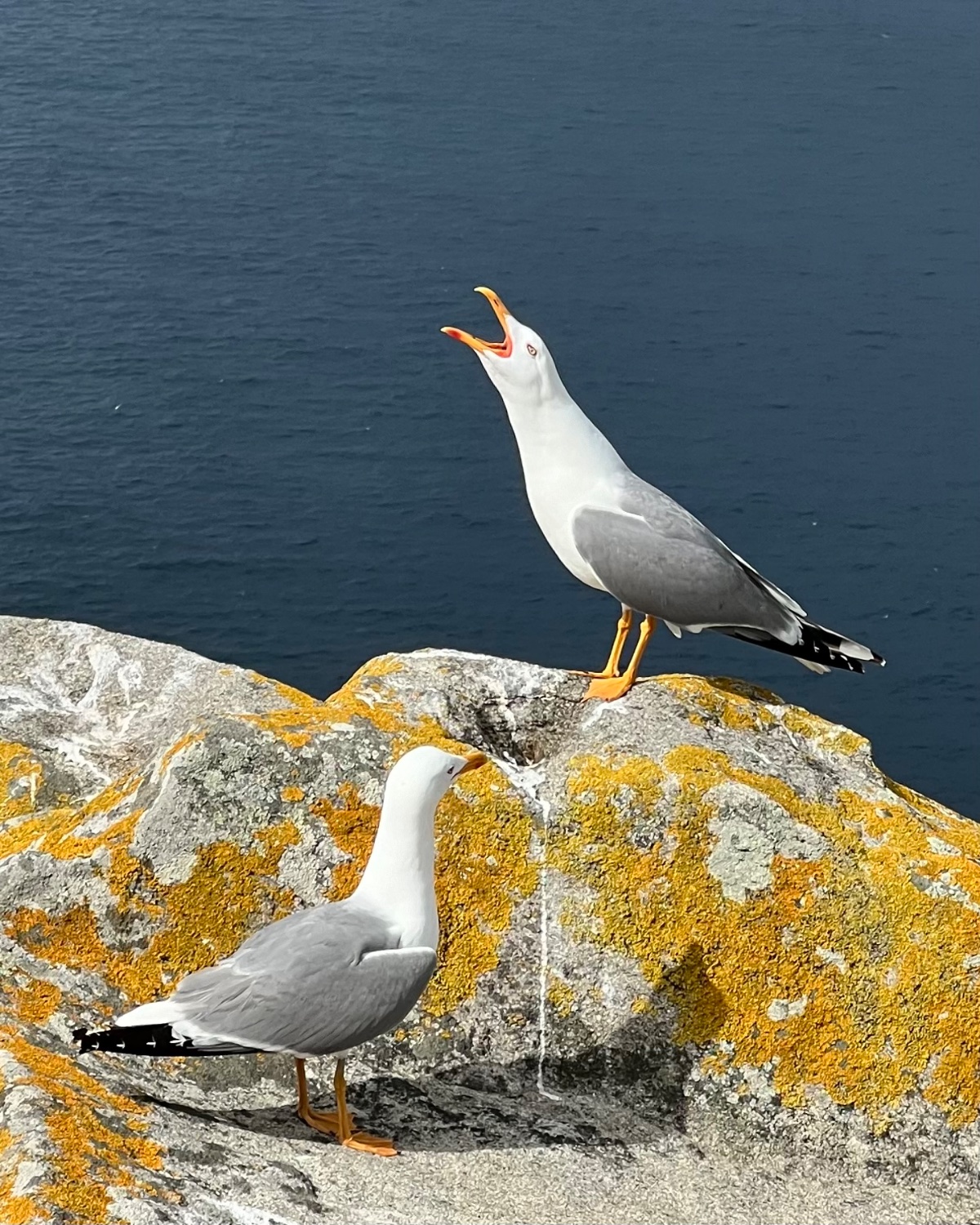 Solve Lovebirds jigsaw puzzle online with 320 pieces