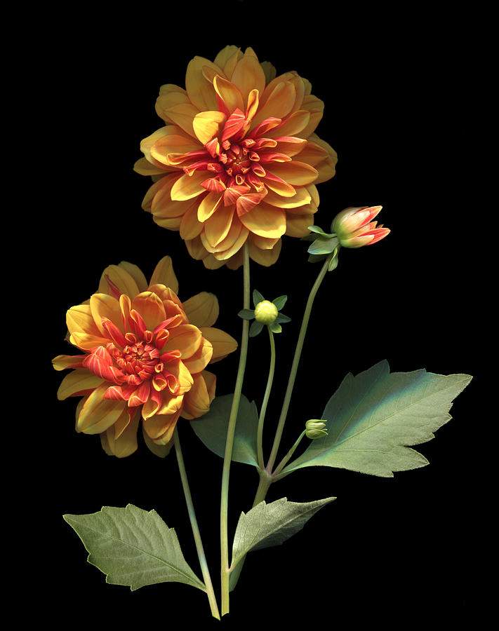 Solve Dahlia in pose jigsaw puzzle online with 108 pieces