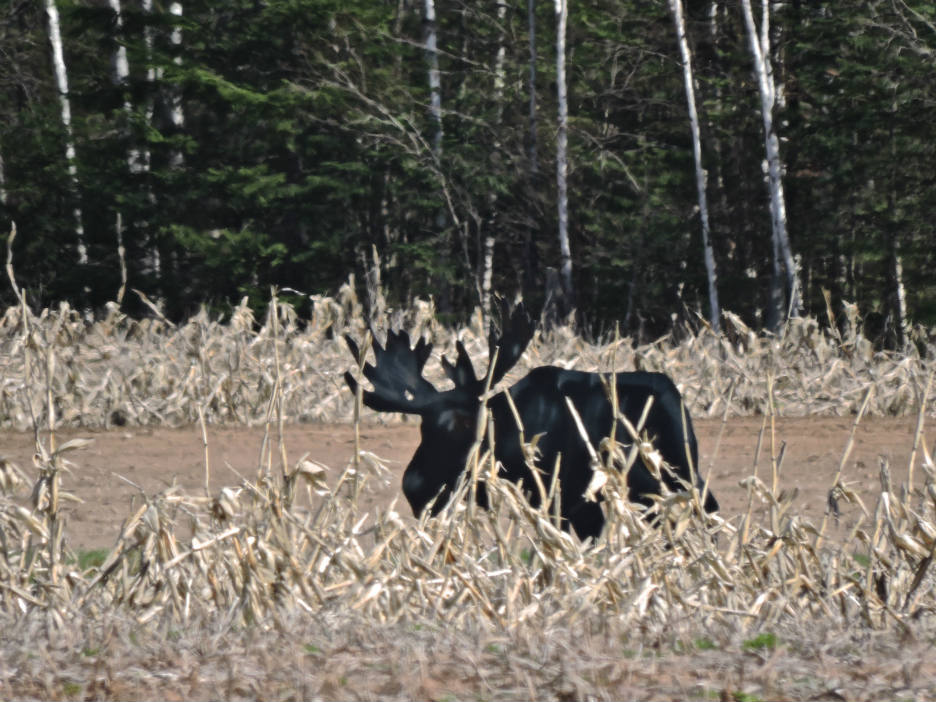 Solve A "wild moose chase" lol jigsaw puzzle online with 20 pieces
