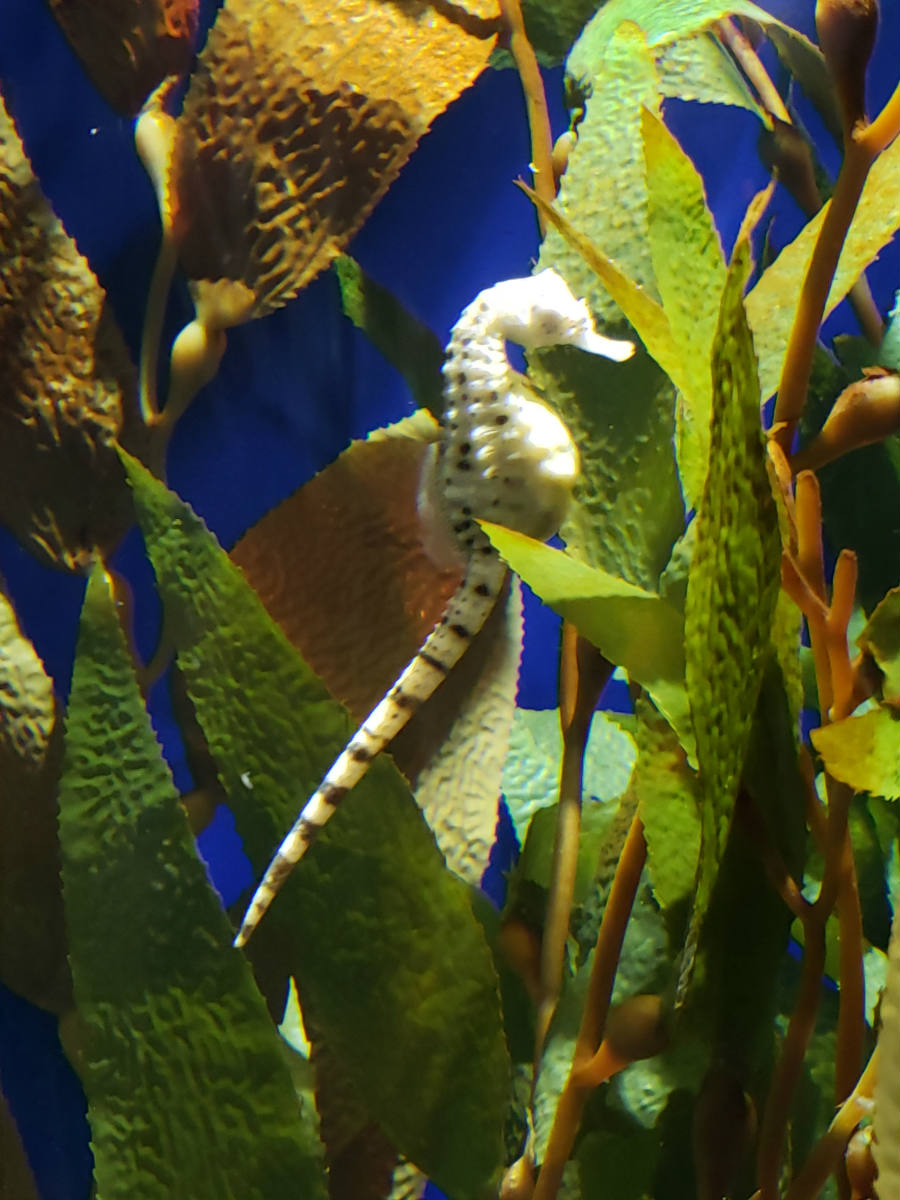 Jigsaw Puzzle | Seahorse at New Orleans Aquarium | 108 pieces | Jigidi