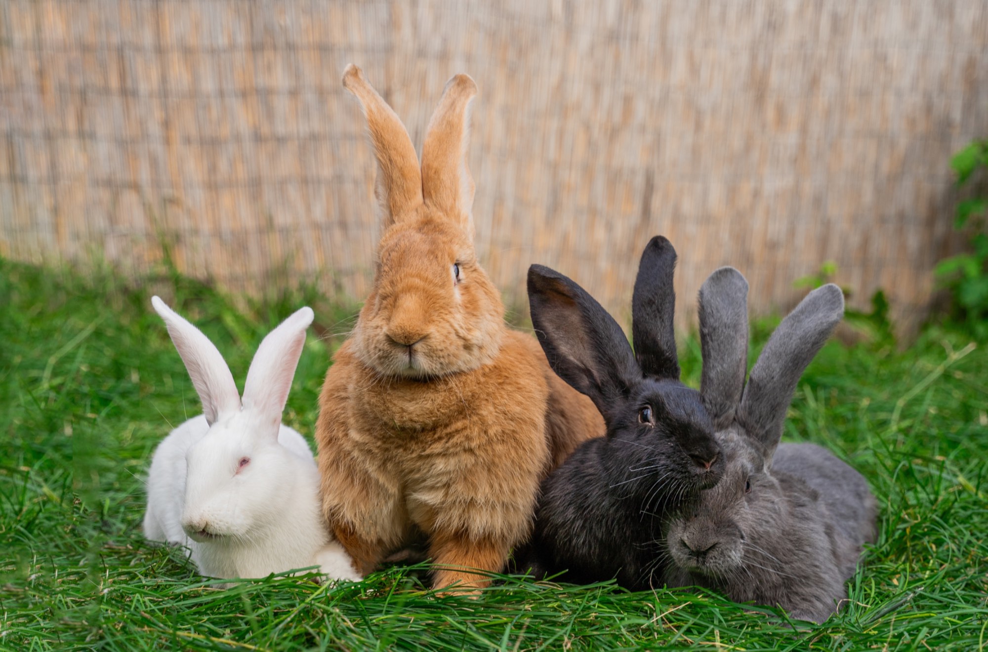 Solve Rabbits! jigsaw puzzle online with 77 pieces