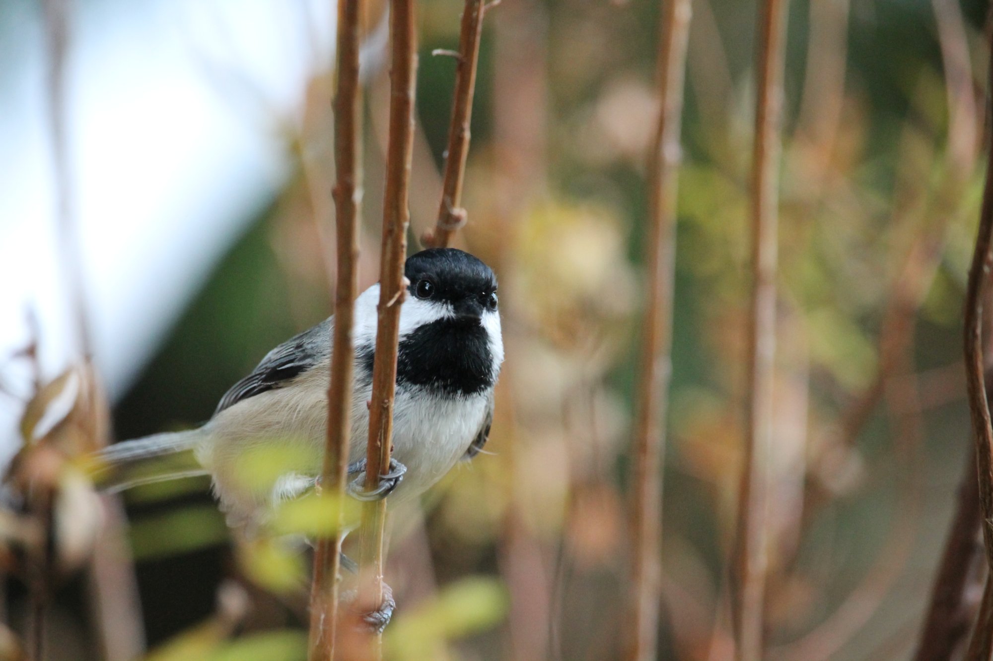 Solve Peek-a-boo Chickadee jigsaw puzzle online with 260 pieces