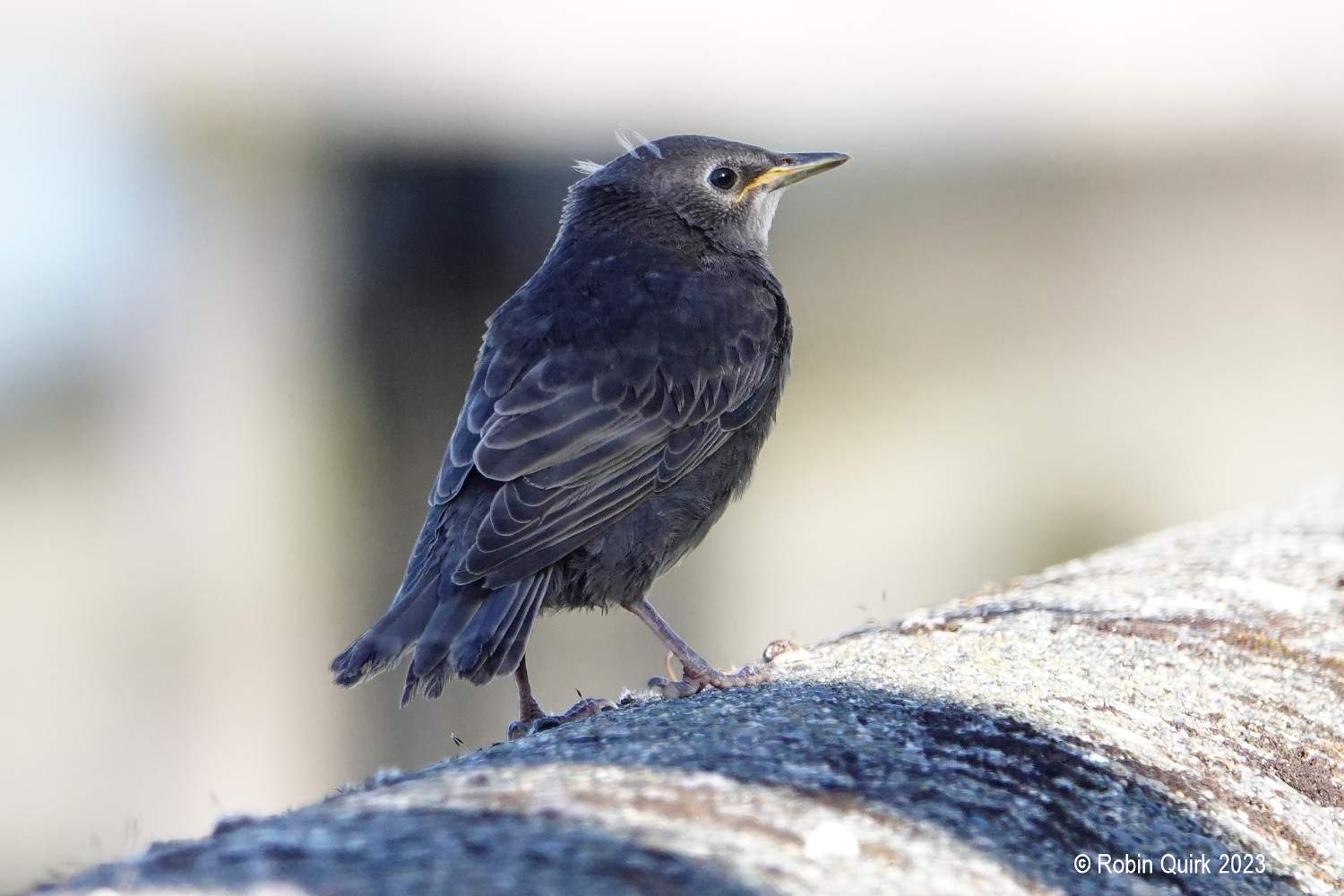 Solve A Baby Starling or Fledgling jigsaw puzzle online with 54 pieces