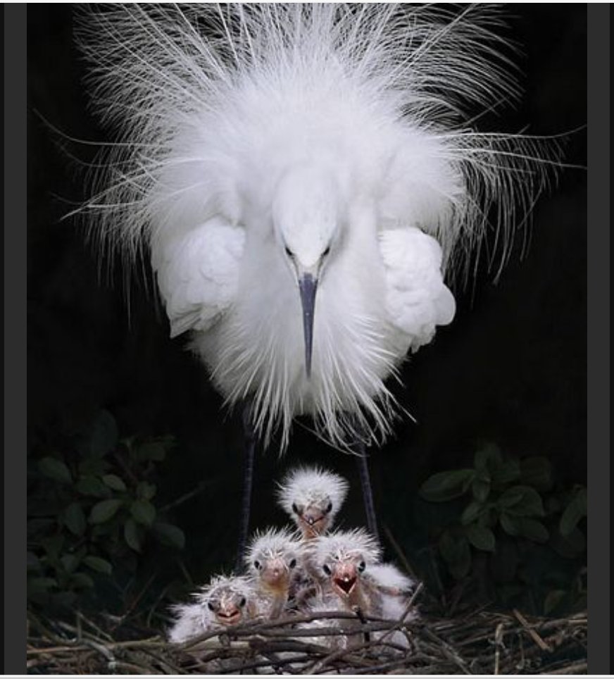 Solve Great White Egret... Or Ballerina? jigsaw puzzle online with 16 ...