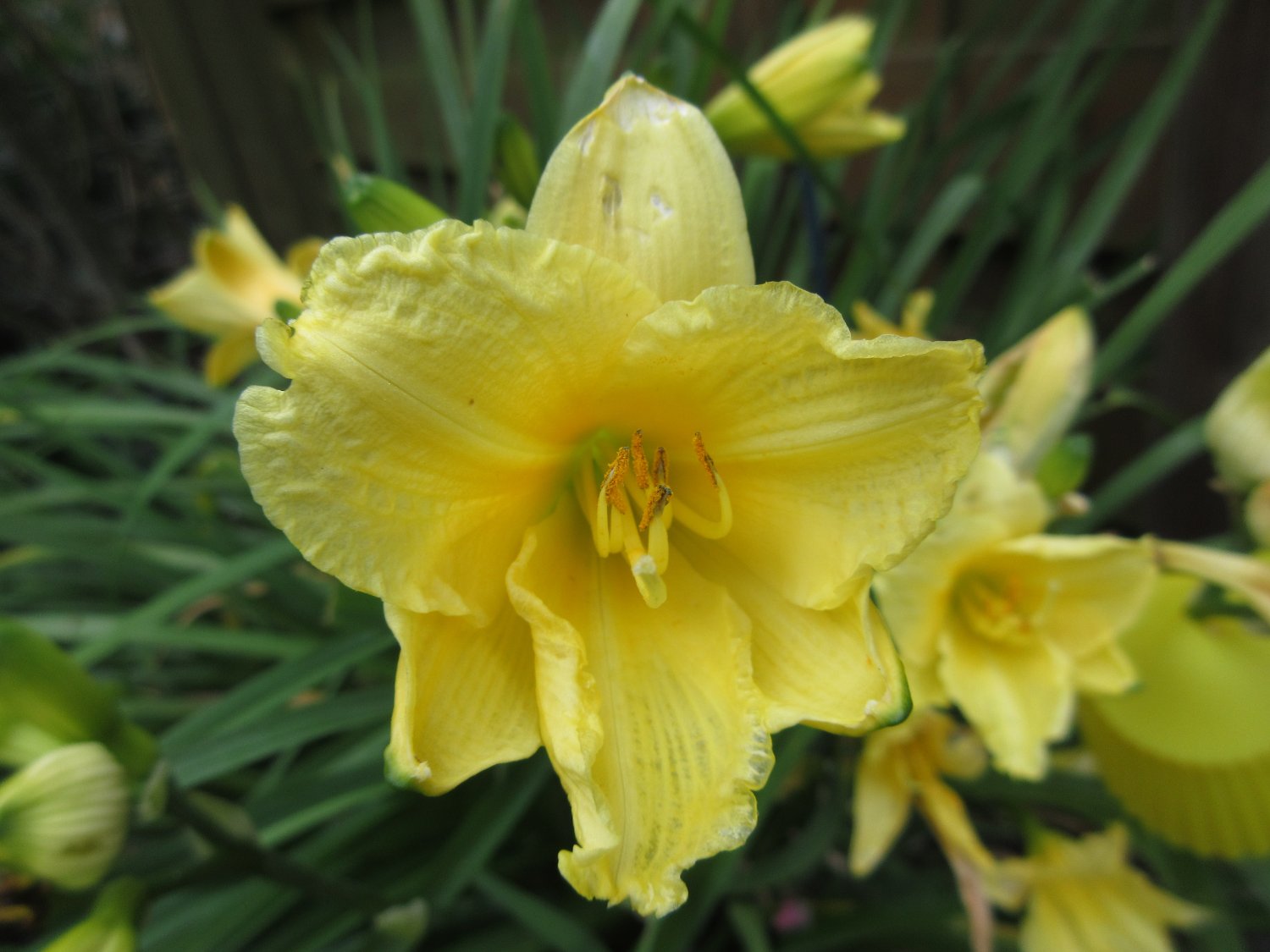 Solve Daylily "Happy Returns" jigsaw puzzle online with 35 pieces