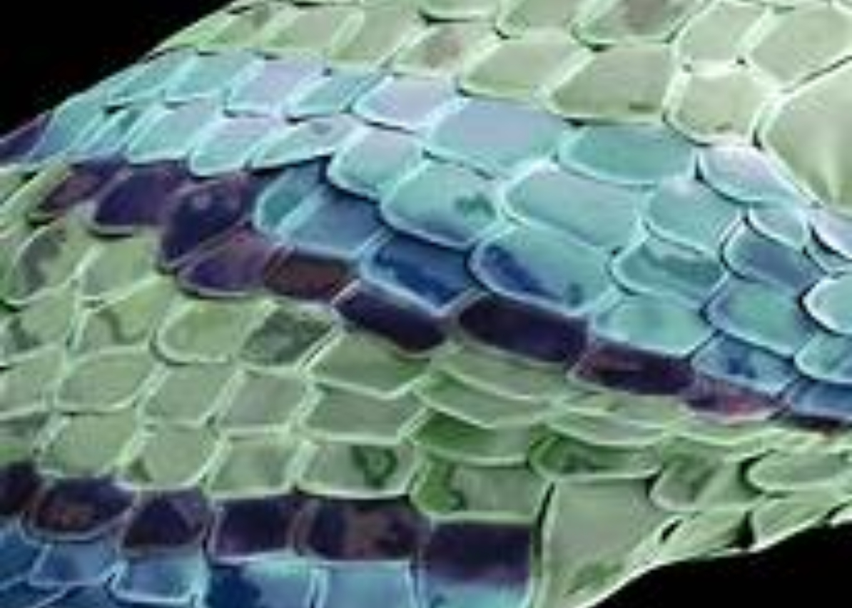 Solve Magnified Snake Skin jigsaw puzzle online with 280 pieces