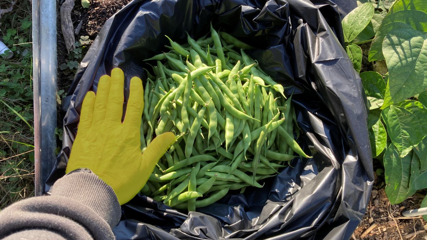 Solve Be the bean jigsaw puzzle online with 15 pieces