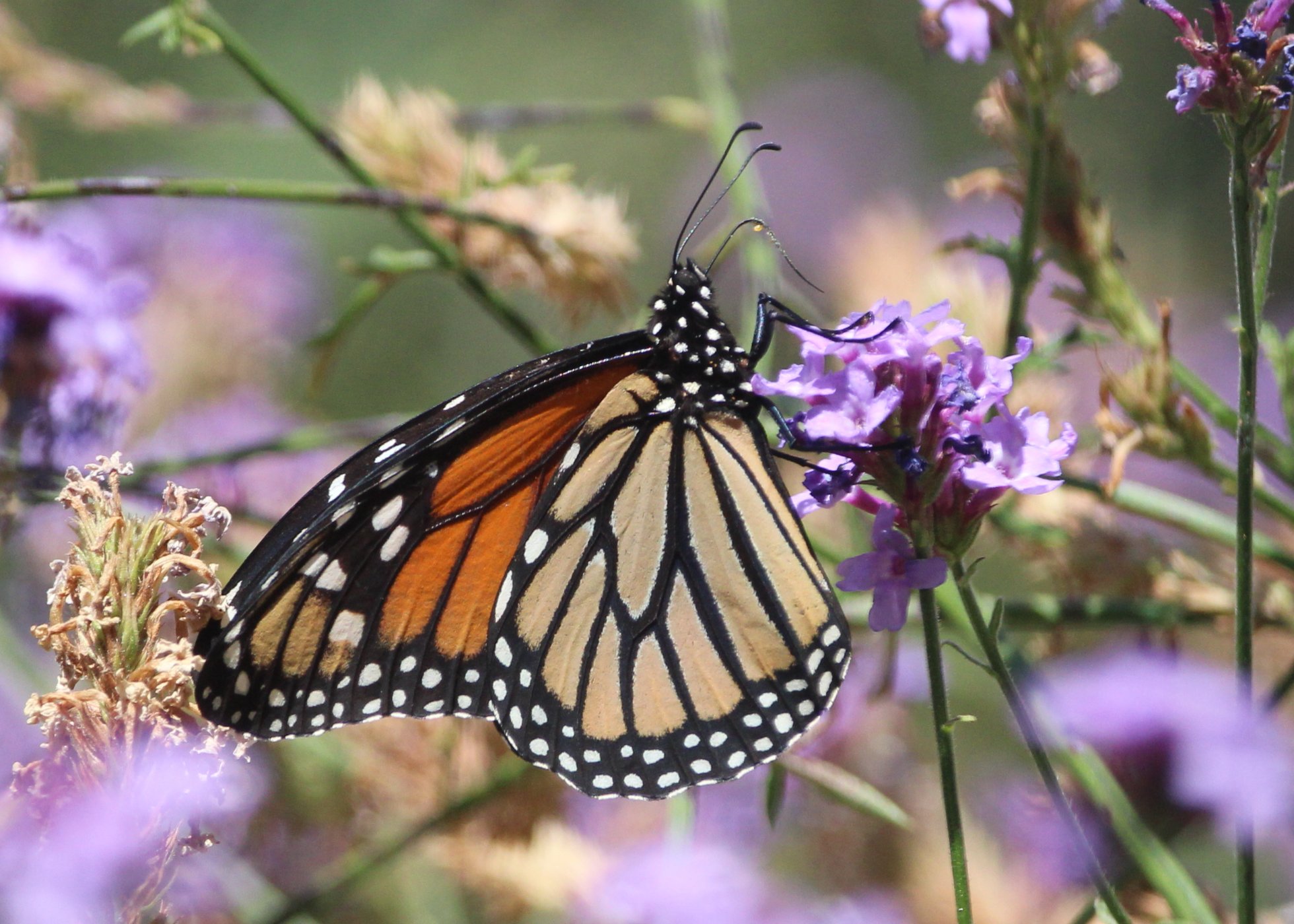 Solve Monarch Butterfly on verbena in front of my office window, San ...