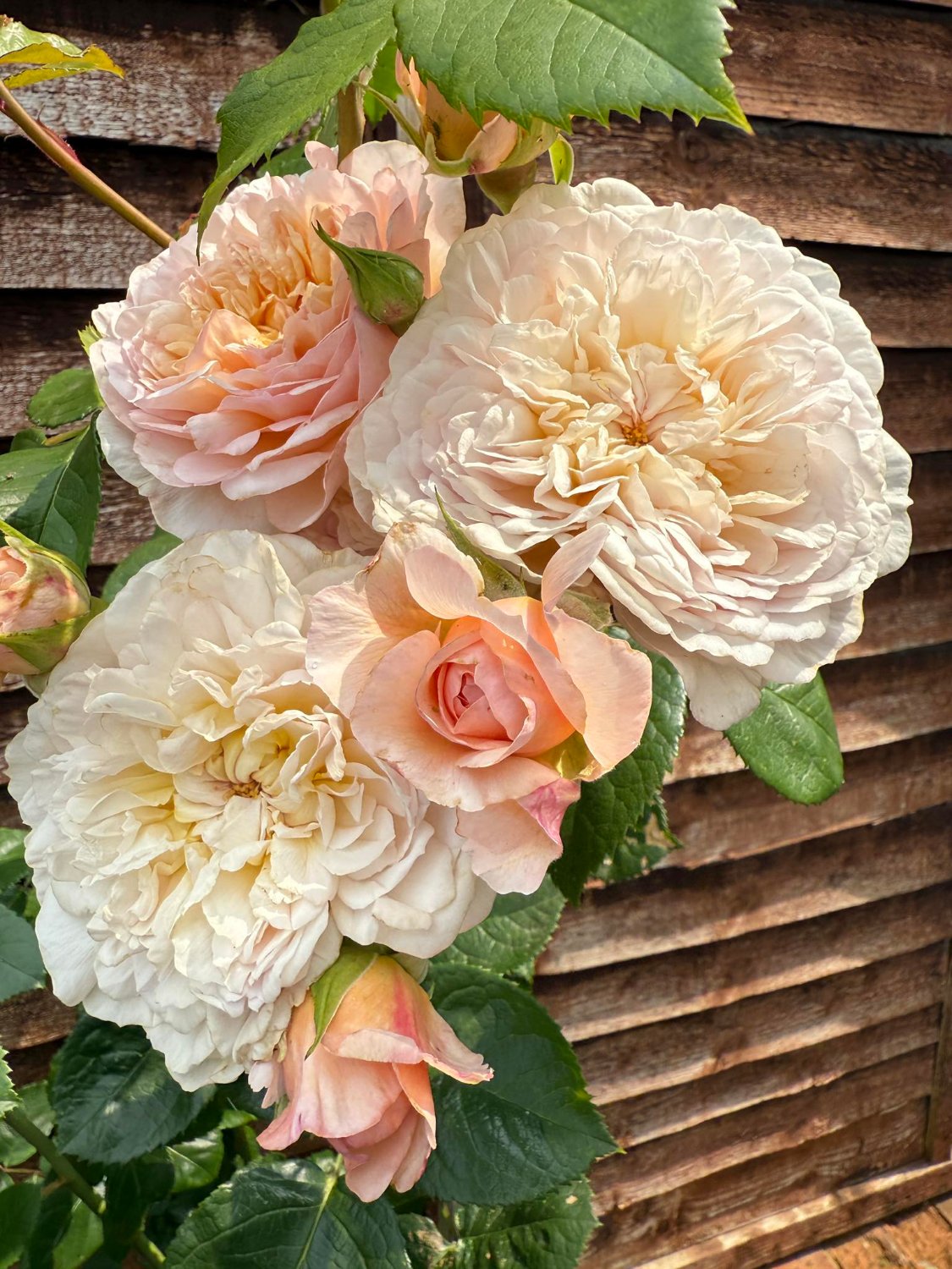 Solve Emily Brontë she smells divine! jigsaw puzzle online with 108 pieces