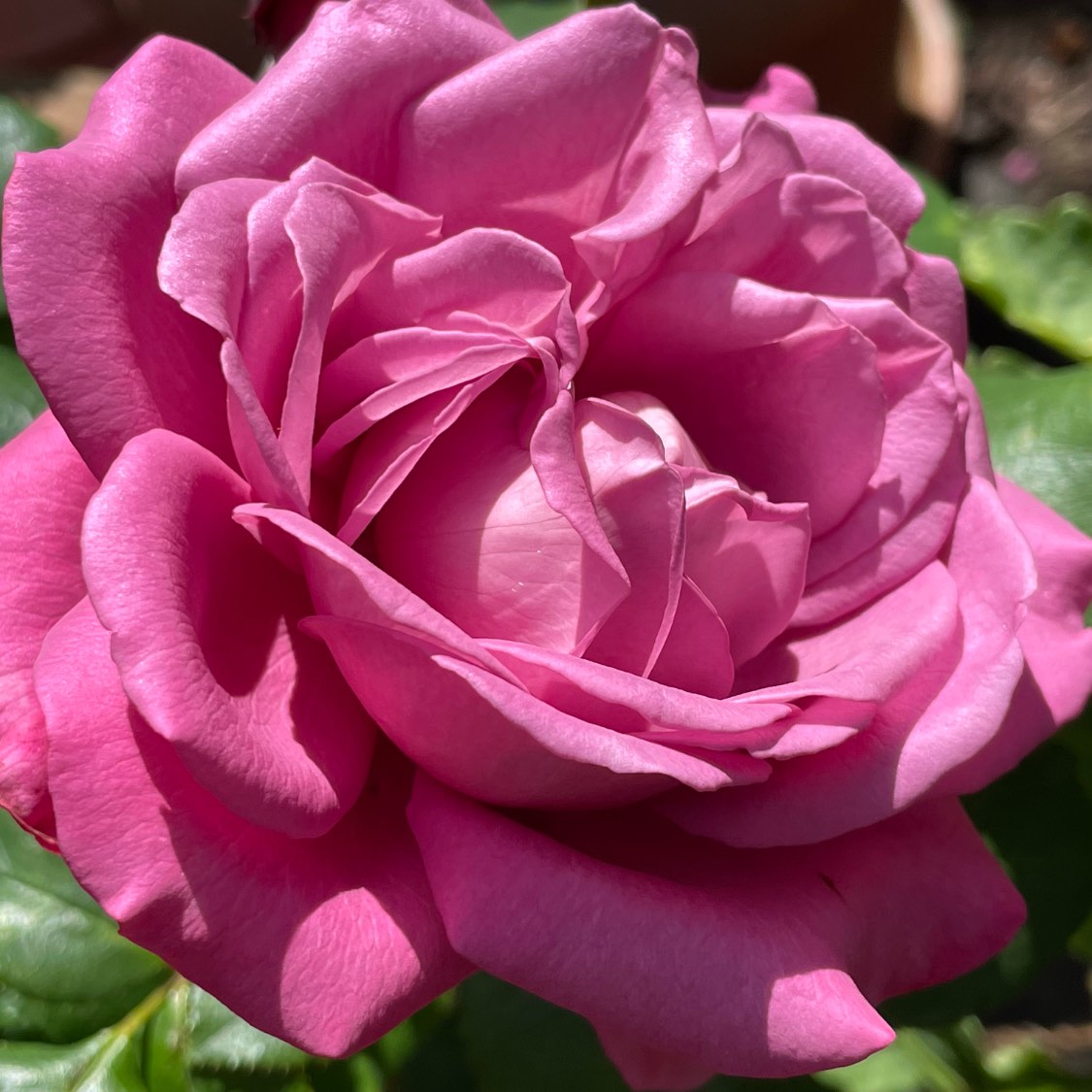 Jigsaw Puzzle | Roses | 64 pieces | Jigidi