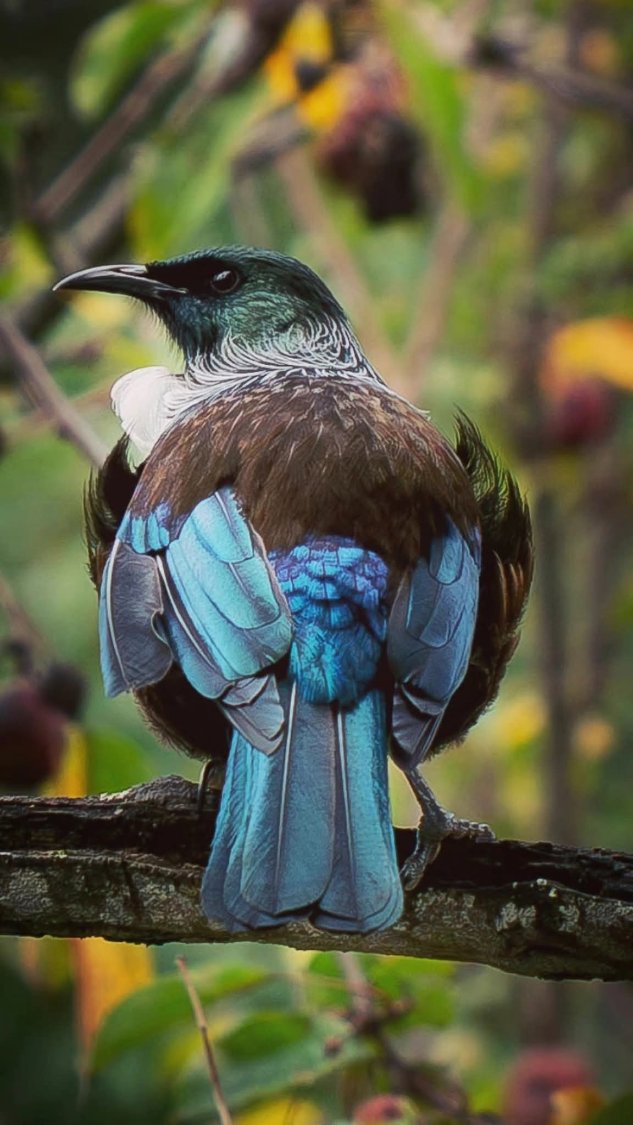 Solve Tui, rear view jigsaw puzzle online with 15 pieces