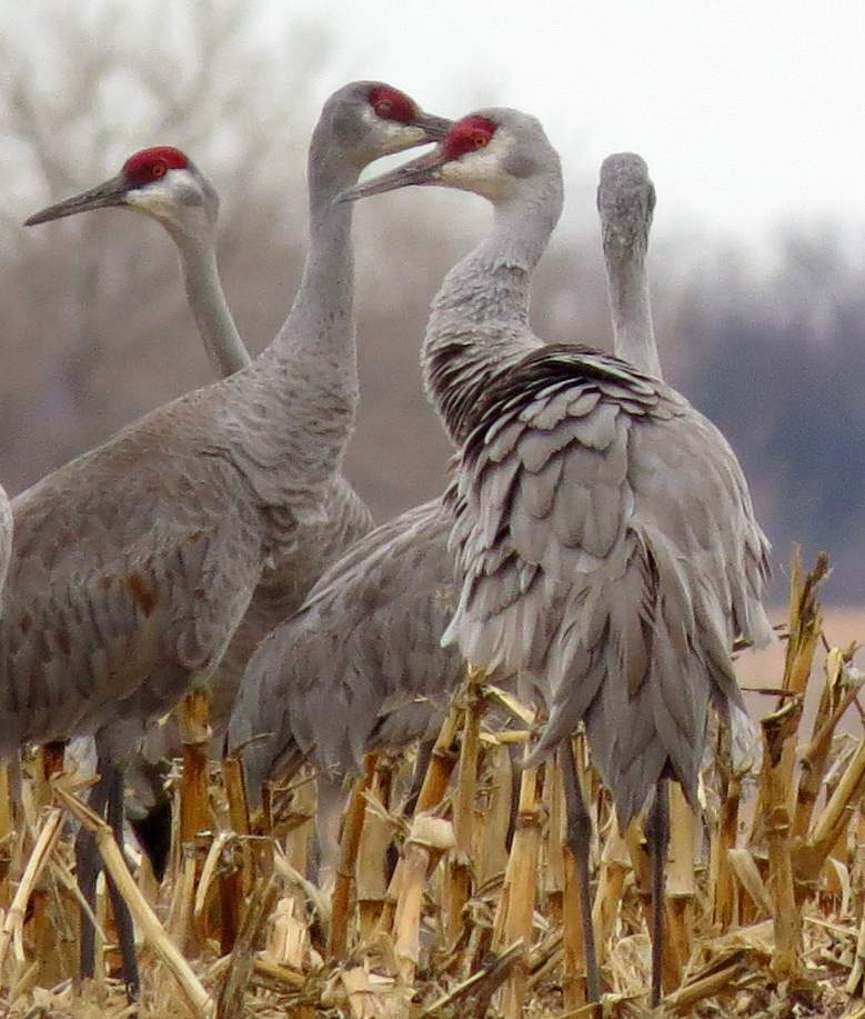 Solve A Quad of Cranes jigsaw puzzle online with 12 pieces