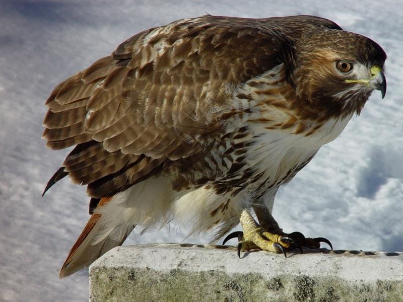 Solve The Home Office - Security guard jigsaw puzzle online with 30 pieces